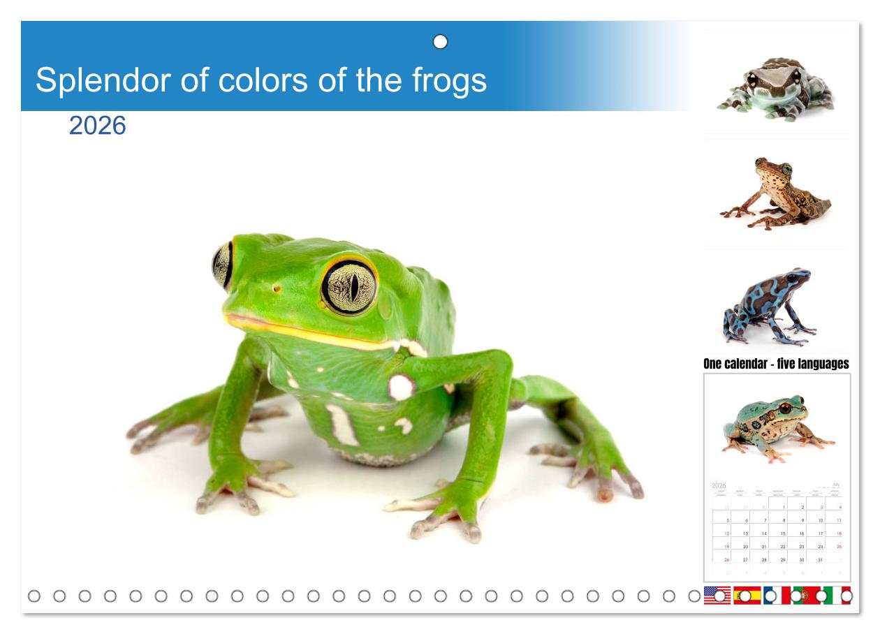 Splendor of colors of the frogs (Monthly Wall Calendar 2026 16.5 x 23.4 ...