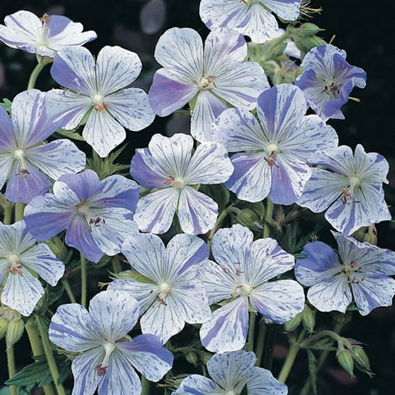 Splish Splash Cranesbill Flower Root - Attracts Butterflies and Hummingbirds - Deer Resistant ...