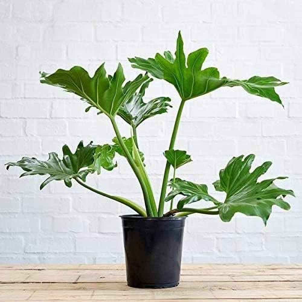 Split-Leaf Philodendron - Live Plant in a 3 Gallon Growers Pot ...