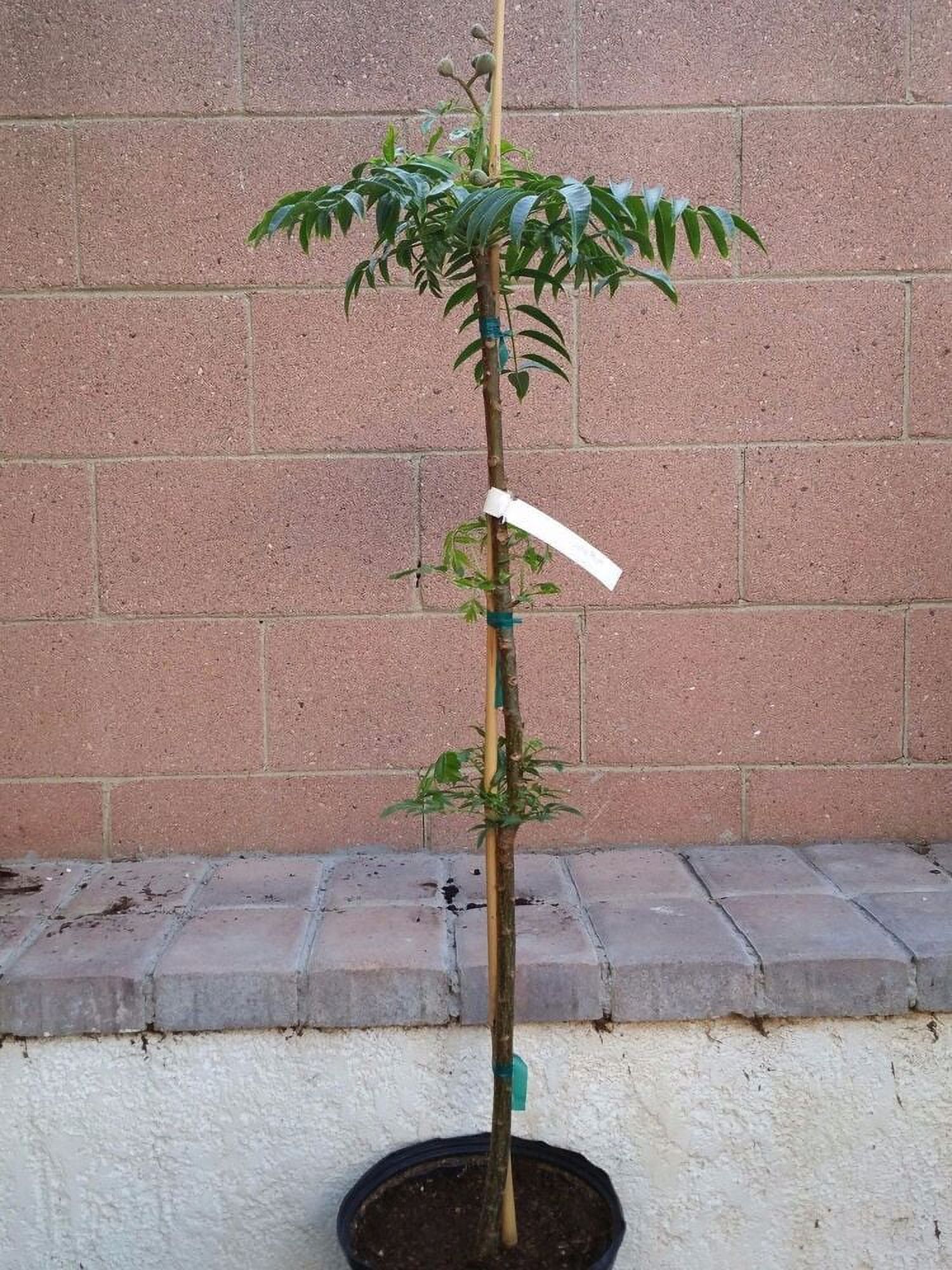 Spondias Dulcis (June Plums) Tropical Fruit Tree - Walmart.com