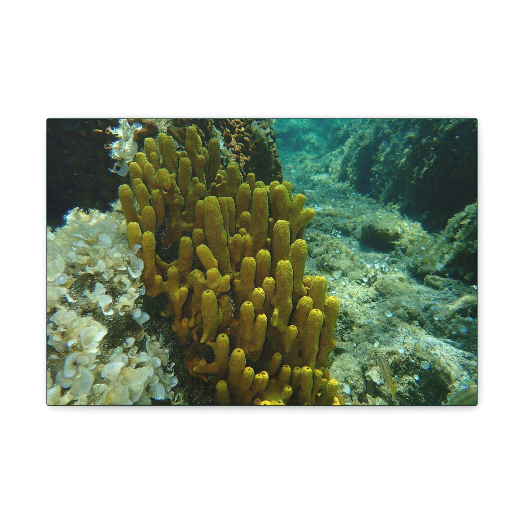 Sponge Group Sponge Troop Print Animal Wall Art Wildlife Canvas Prints ...