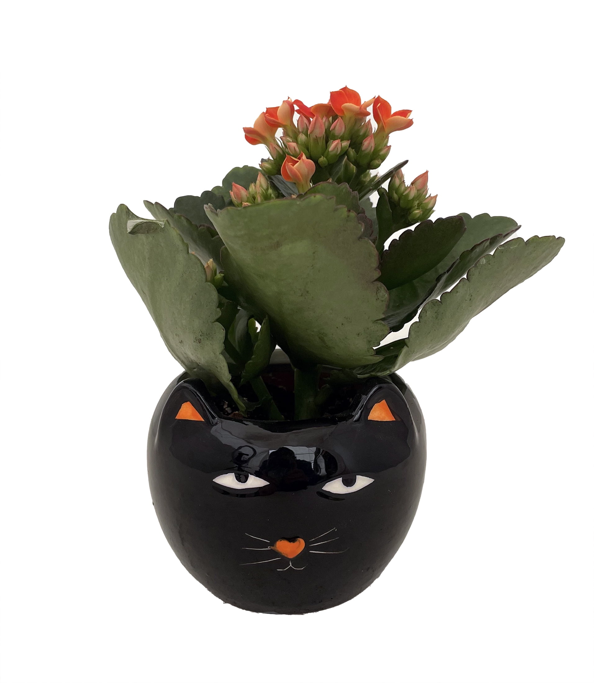 Spooky Black Cat Ceramic Planter with Live Kalanchoe Succulent Plant ...