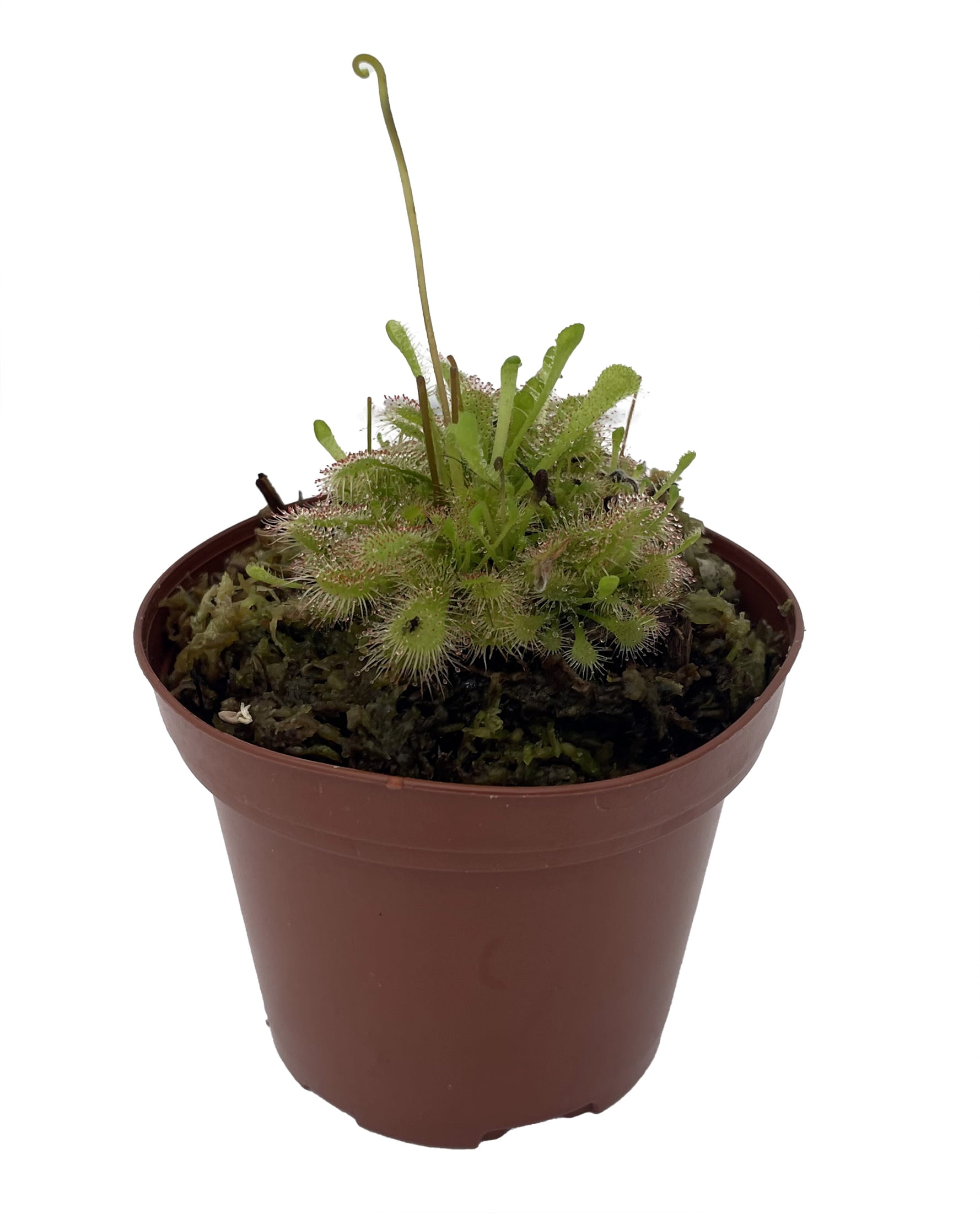 Spoon Sundew Plant - Drosera spathulata - Carnivorous - 3" Pot ...