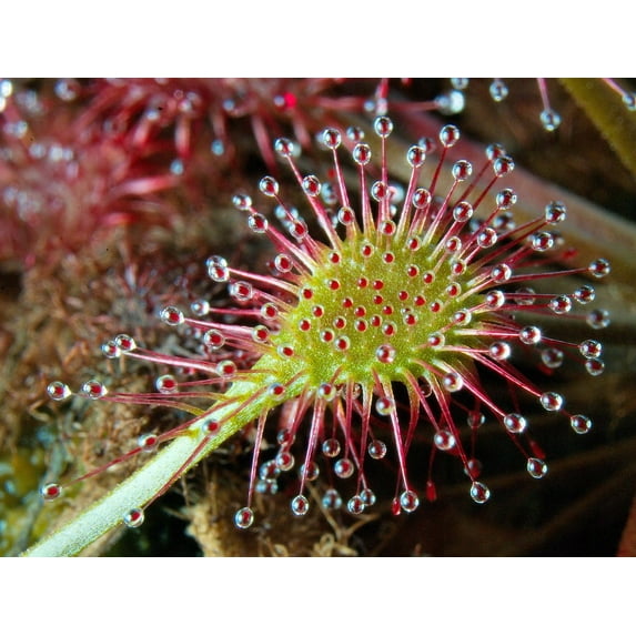 Spoonleaf Sundew Plant - Drosera intermedia - Carnivorous - 3" Pot ...