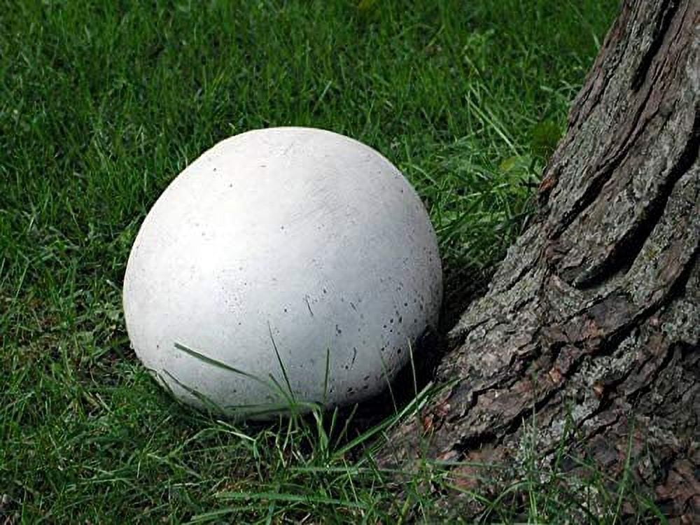 Spores Giant Puffball Mushrooms STF9 Seeds Mycelium Spawn Dried for ...