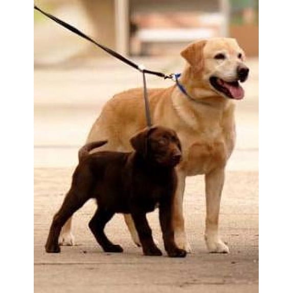 Sporn Double Dog Leash Fully Adjustable for Medium / Large Dogs Black ...