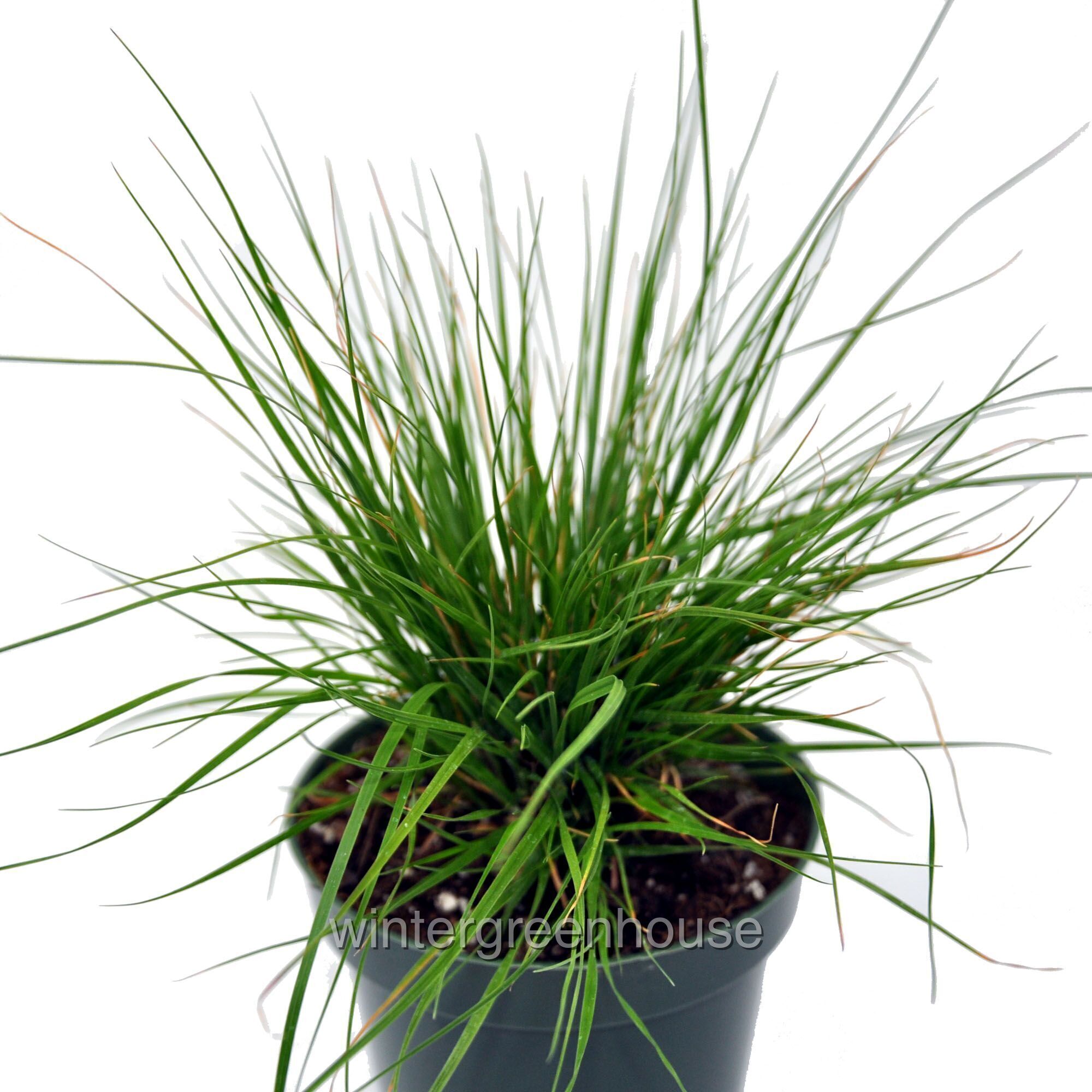 Sporobulus Heterolepis, Prairie Dropseed - Pot Size: 4.5" - Colorful ...