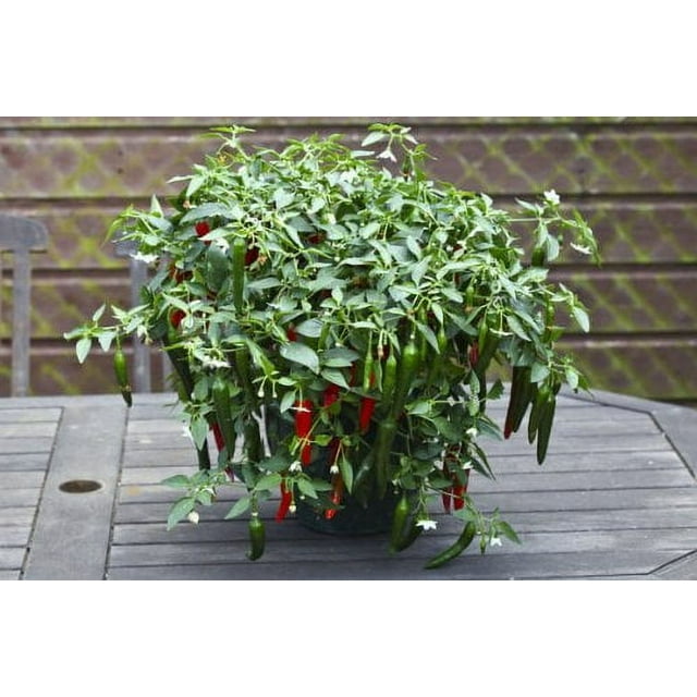 Clovers Garden 4"-7" Sport Pepper Live Plants in 3.5 Inch Pots (2 Count ...