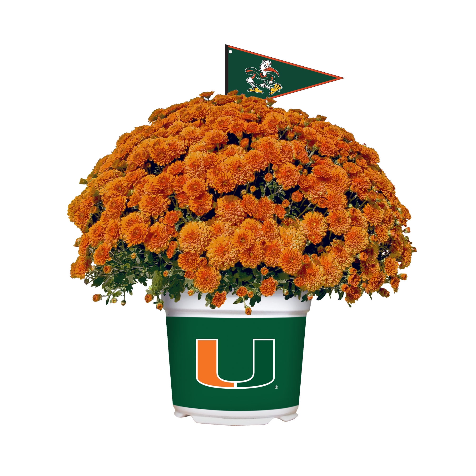 Sporticulture Miami Hurricanes Orange Live Mum Plant in Decorative Pot ...