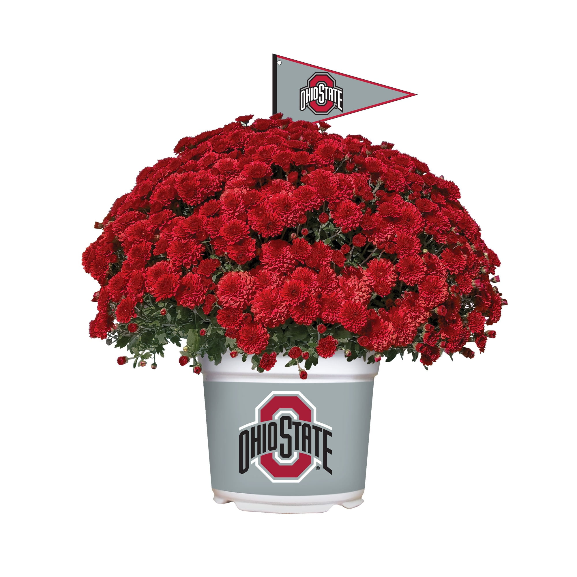 Sporticulture Large Outdoor Ohio State Buckeyes Red Live Mum Plant in ...