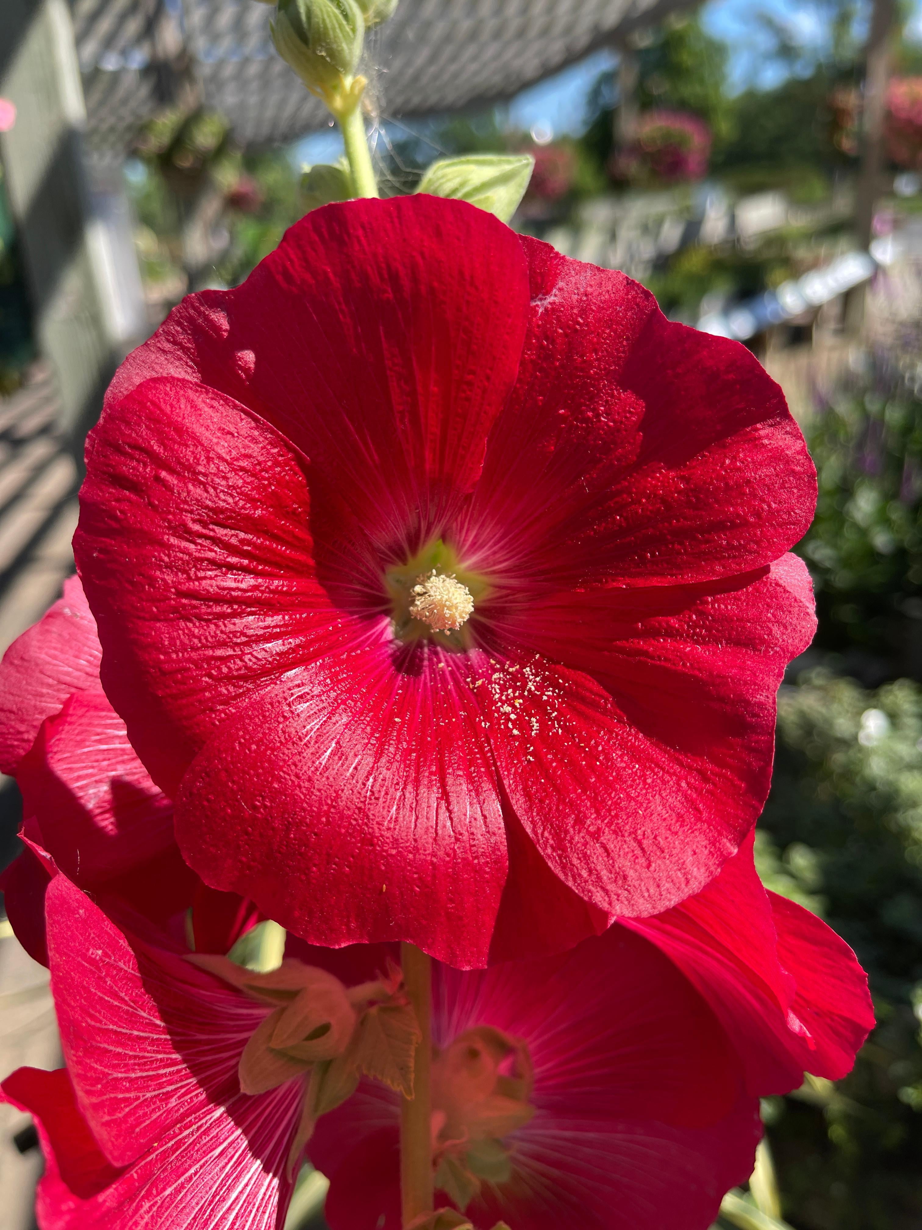Spotlight Mars Magic Hollyhock - Perennial - Alcea - 3" Pot - Walmart.com