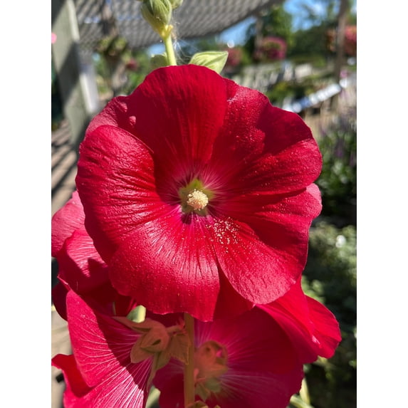 Spotlight Mars Magic Hollyhock - Perennial - Alcea - 3" Pot - Walmart.com