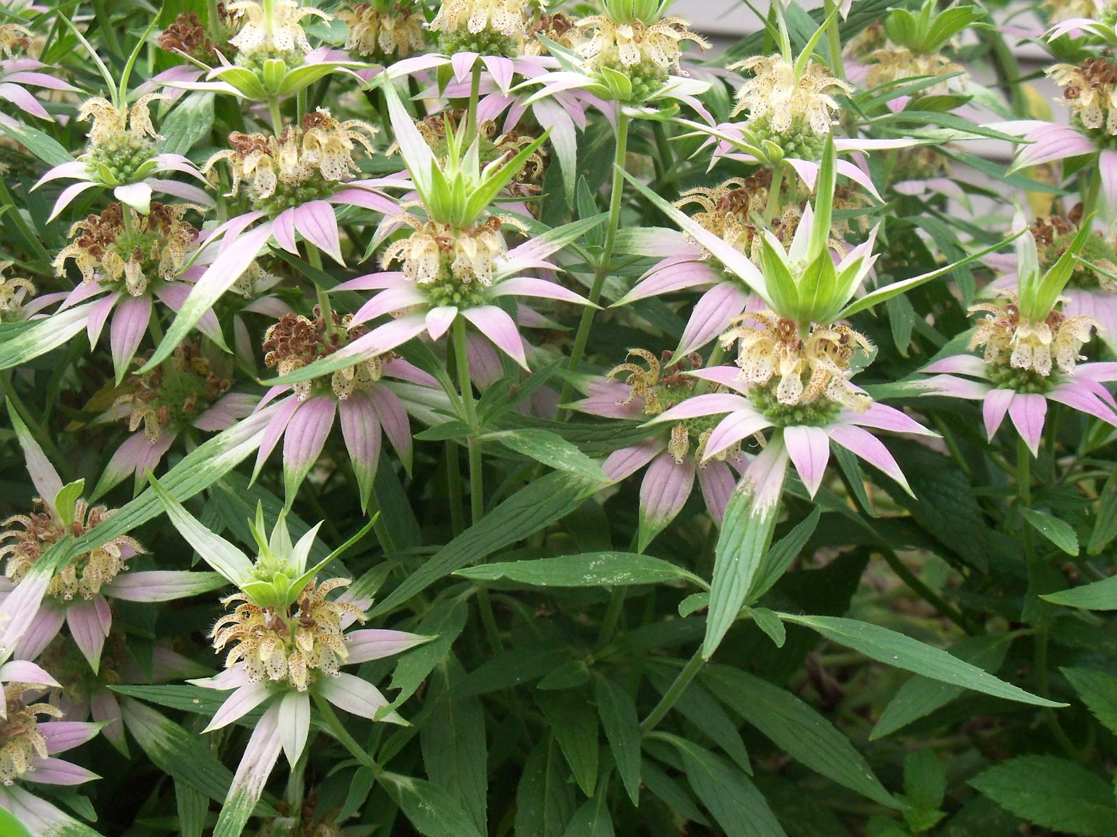 Spotted Bee Balm- Monarda Punctata - Live Starter Plant - Walmart.com