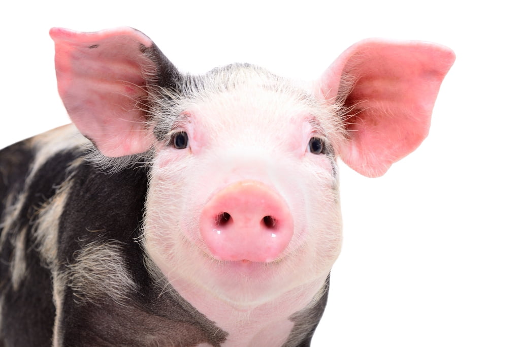 Spotted Piglet Face Closeup Cute Little Pig Pink Nose Funny Animal Farm ...