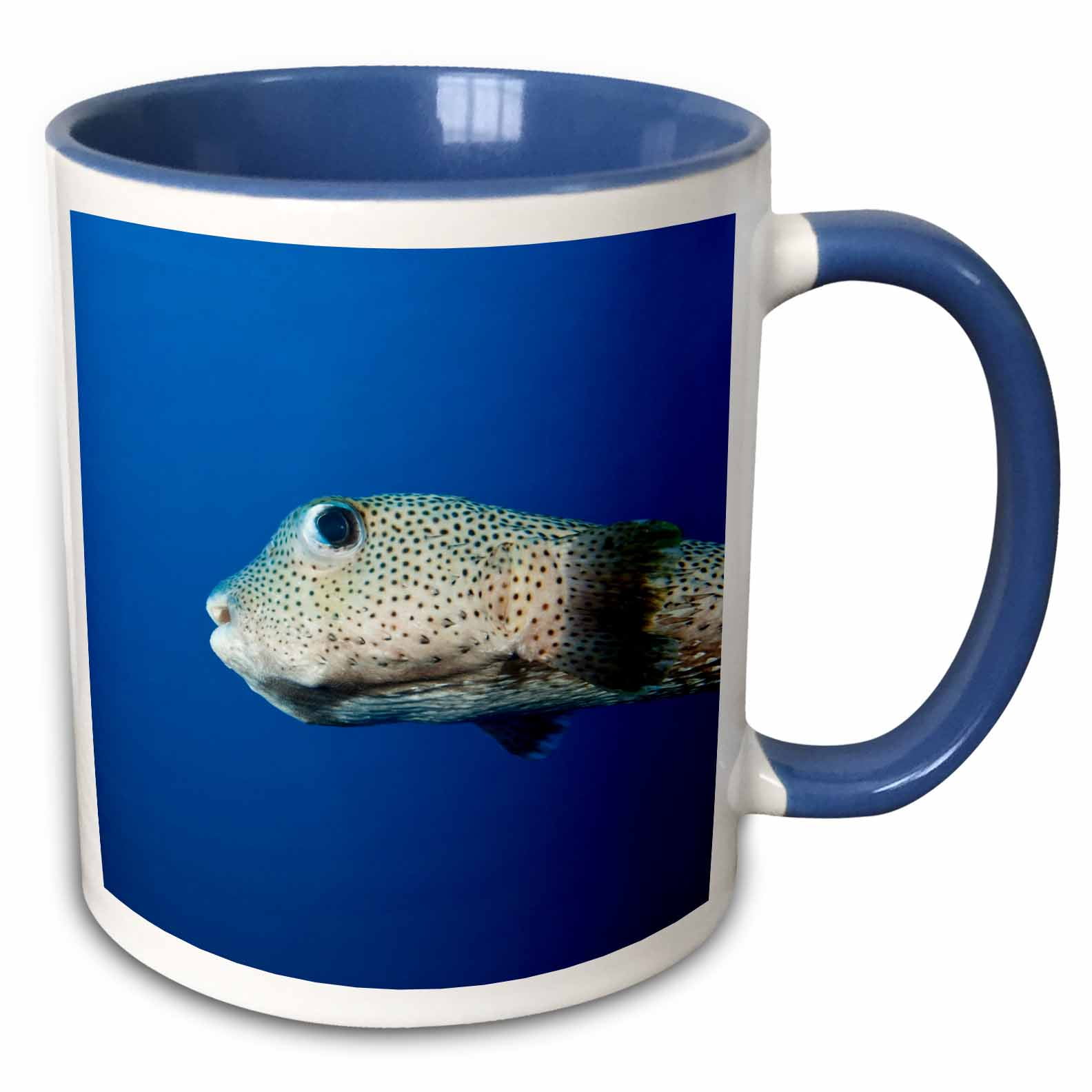 3drose, Spotted Puffer Fish, Bay Islands, Honduras - Sa12 Sws0129 ...