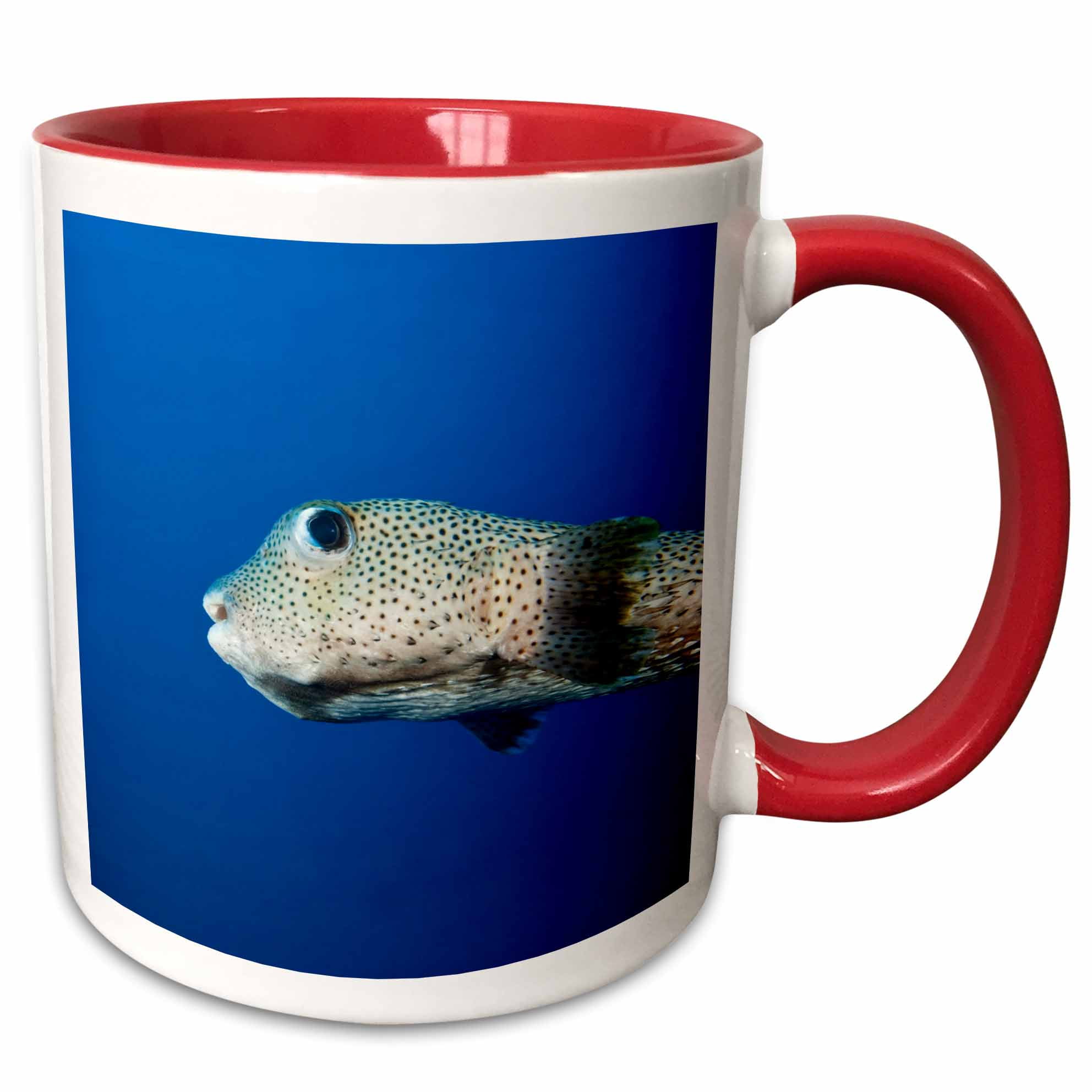 3drose, Spotted Puffer Fish, Bay Islands, Honduras - Sa12 Sws0129 ...