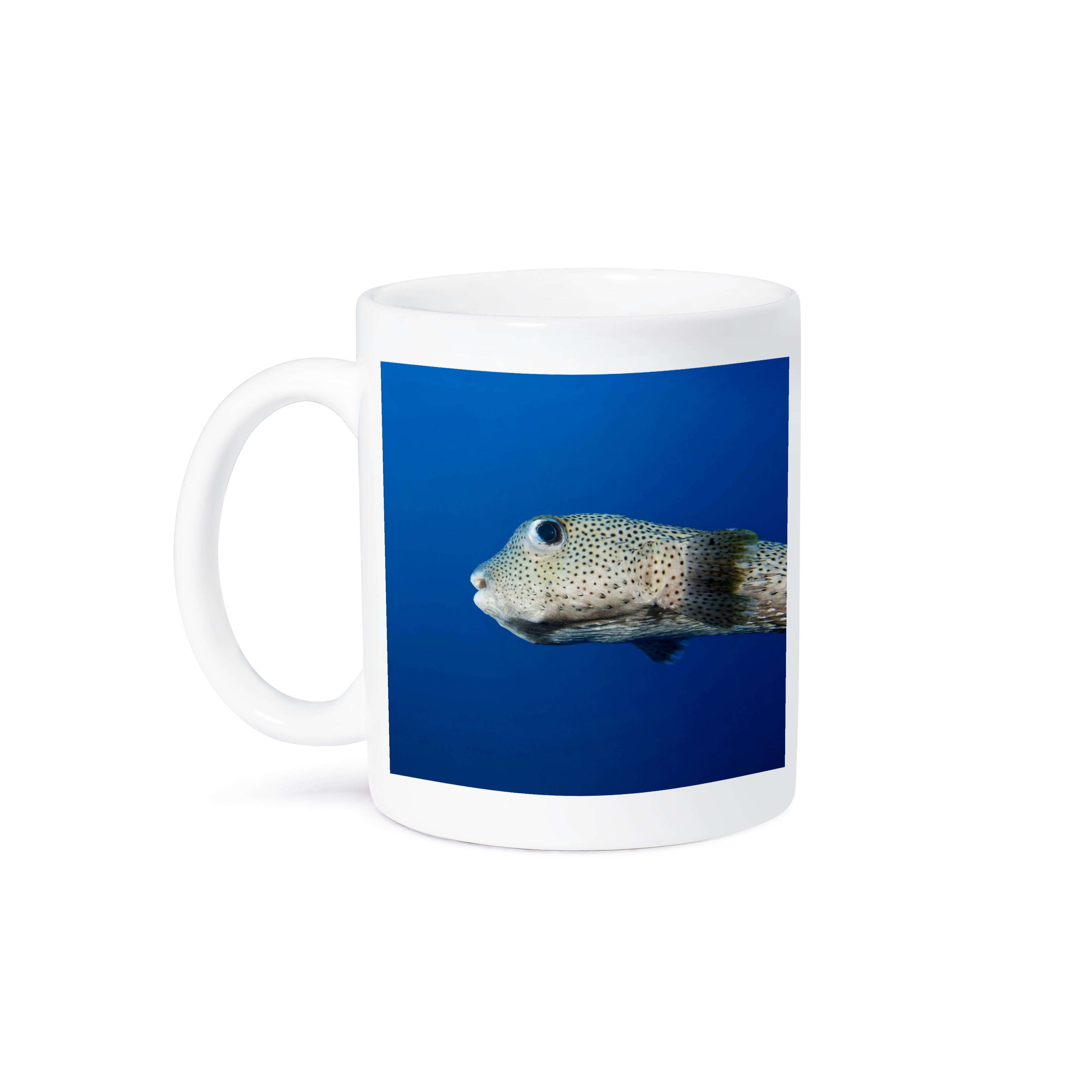 3dRose, Spotted Puffer fish, Bay Islands, Honduras - SA12 SWS0129 ...