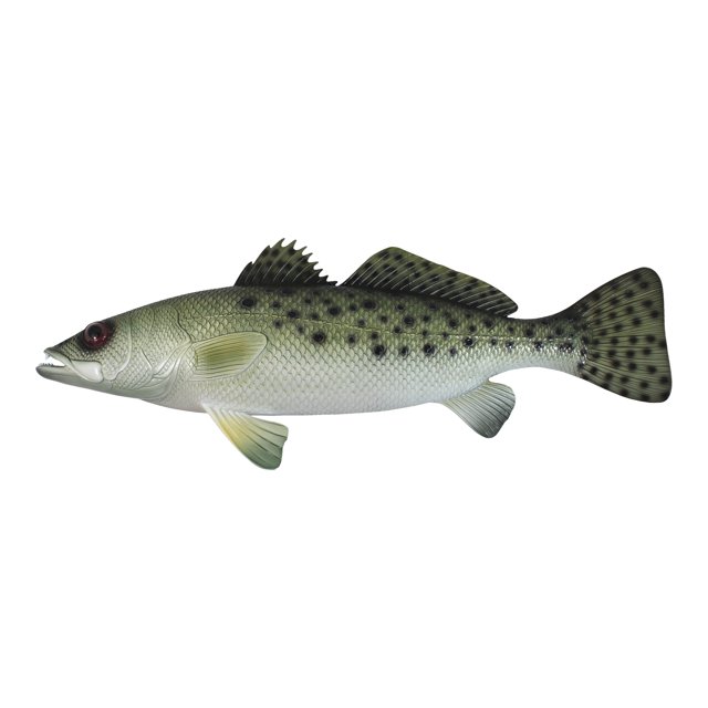 Spotted Sea Trout Replica Nautical Saltwater Fishing Wall Decor 28 ...