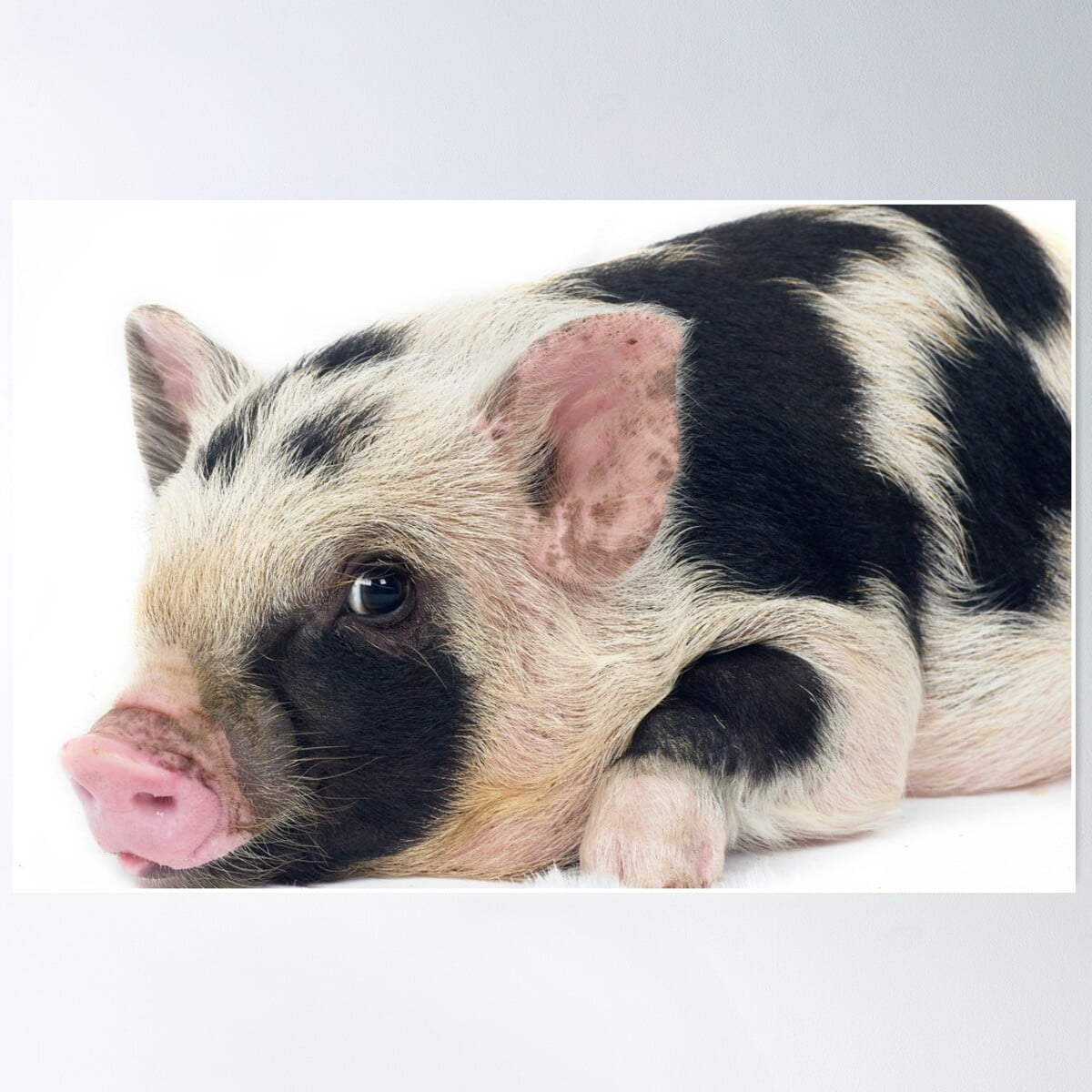 Spotty Micro Pig Chilling Poster Wall Art, Modern Wall Decor For Living ...