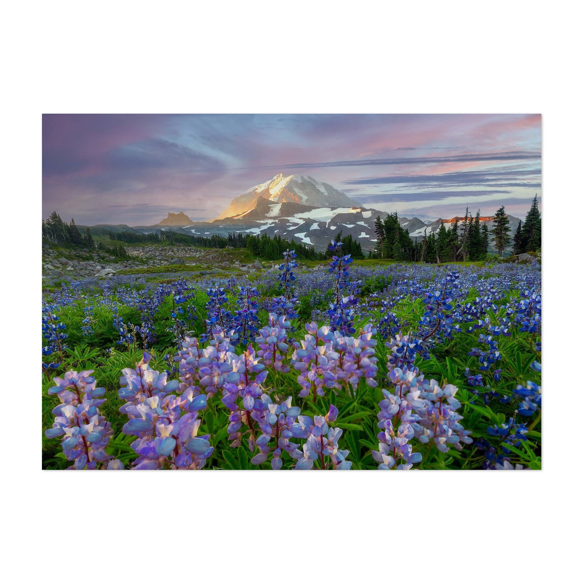 Spray Park Lupine - Washington Photography Landscape Mountain Nature ...