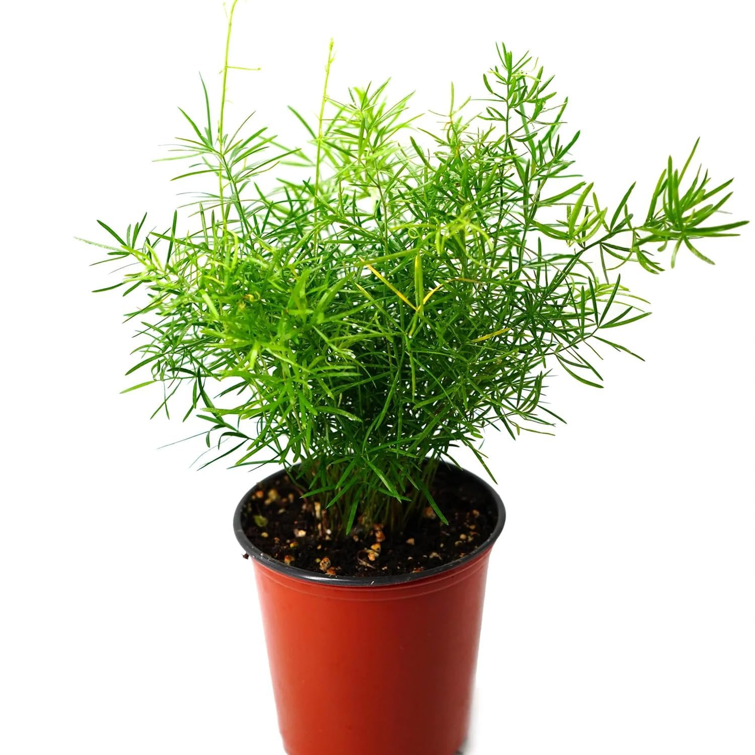 Sprengeri Fern - 5 Live Starter Plants in 4 Inch Grower's Pots ...