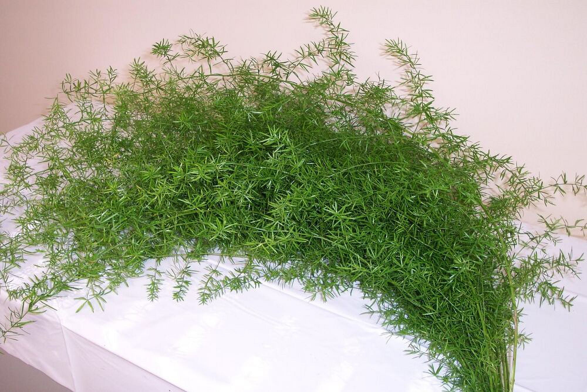 Sprengeri Fern - Live Starter Plants in 4 Inch Grower's Pots ...