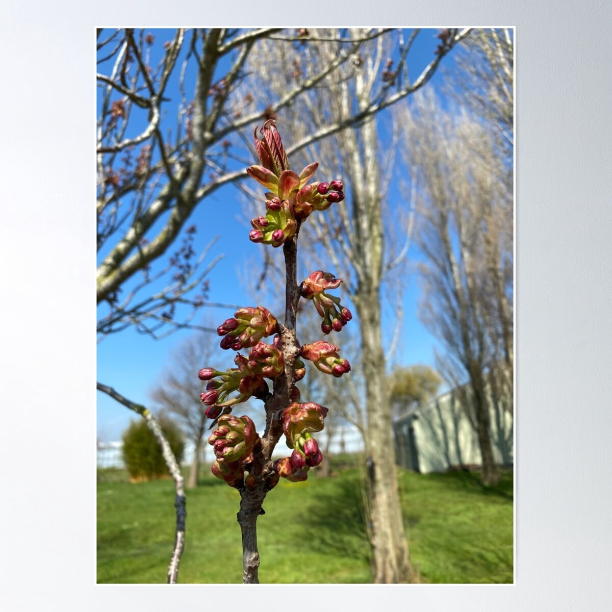 Spring Awakening: Buds In Bloom Poster Wall Art, Modern Wall Decor For ...