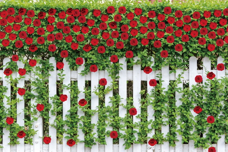 Spring Backdrops Blossom Flowers Grass Vine Park Gard Scic Photography ...