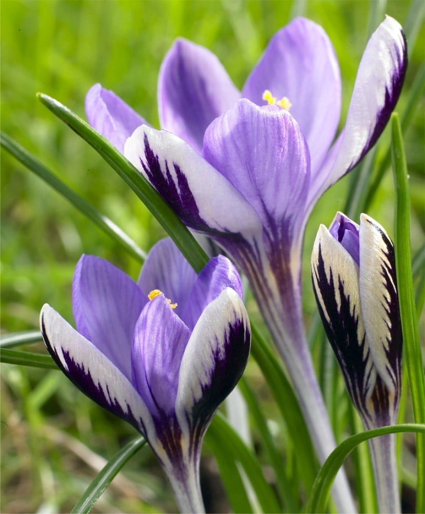 Spring Beauty Snow Crocus 12 Bulbs - Very Hardy! - 5/+ cm Bulbs ...