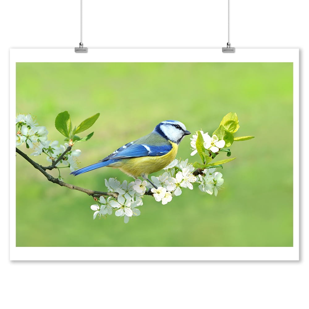 Spring Bird Photography A-90682 (9x12 Art Print, Wall Decor Travel ...