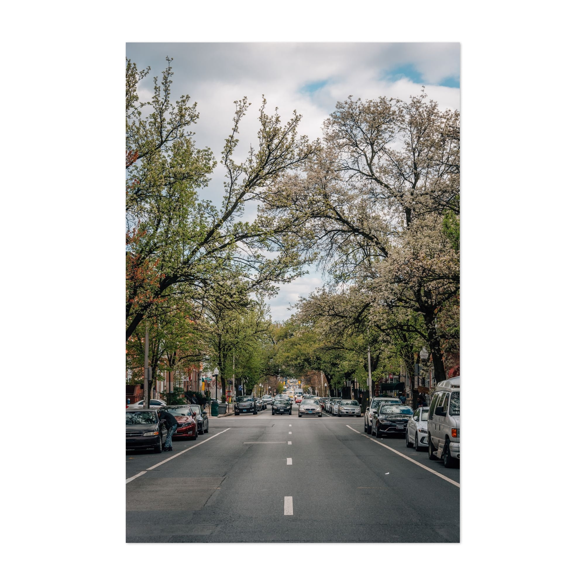 Spring Bloom on Charles Street - Baltimore Maryland Photography ...