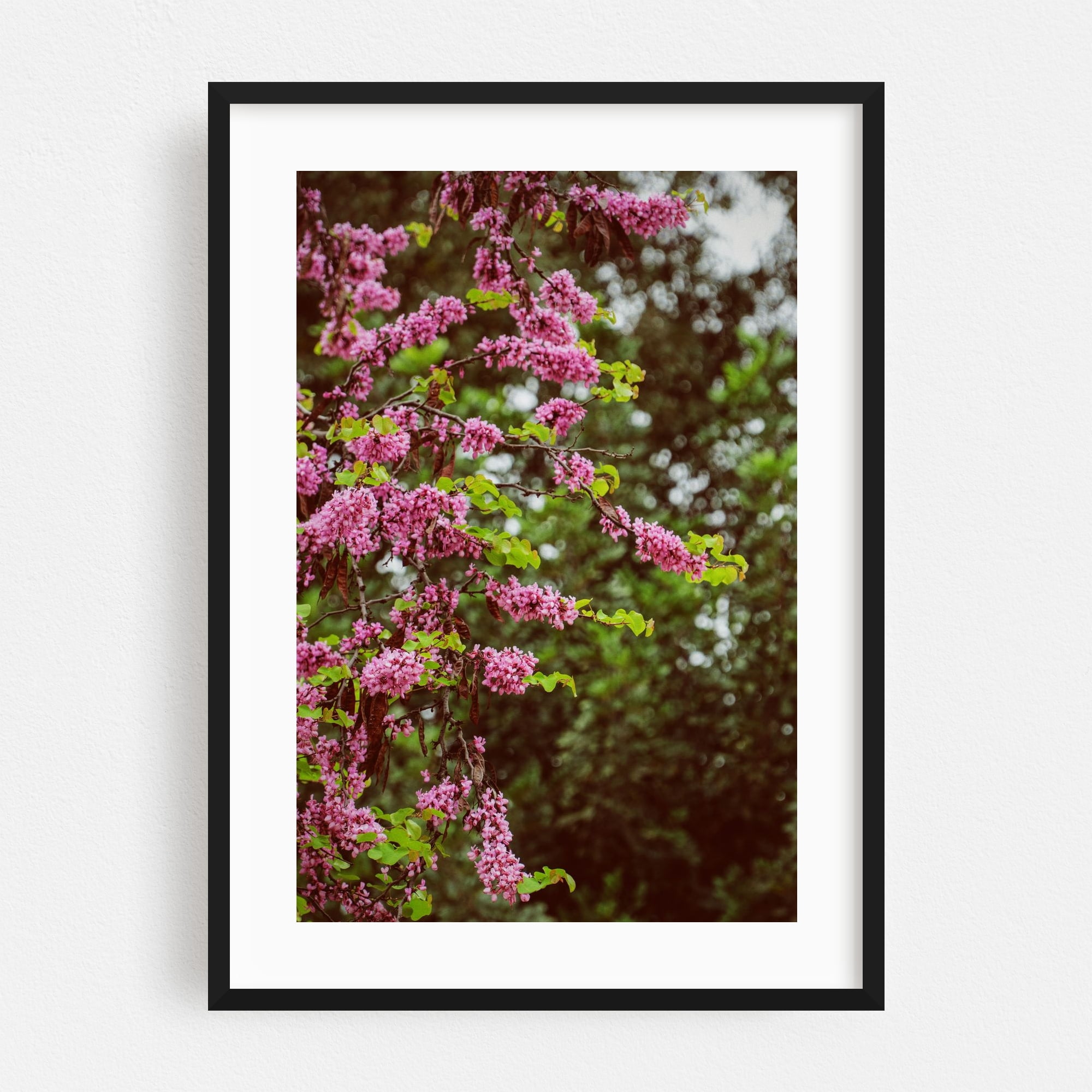 Spring Blossoms - Athens Greece Photography Cherry Blossoms Floral ...