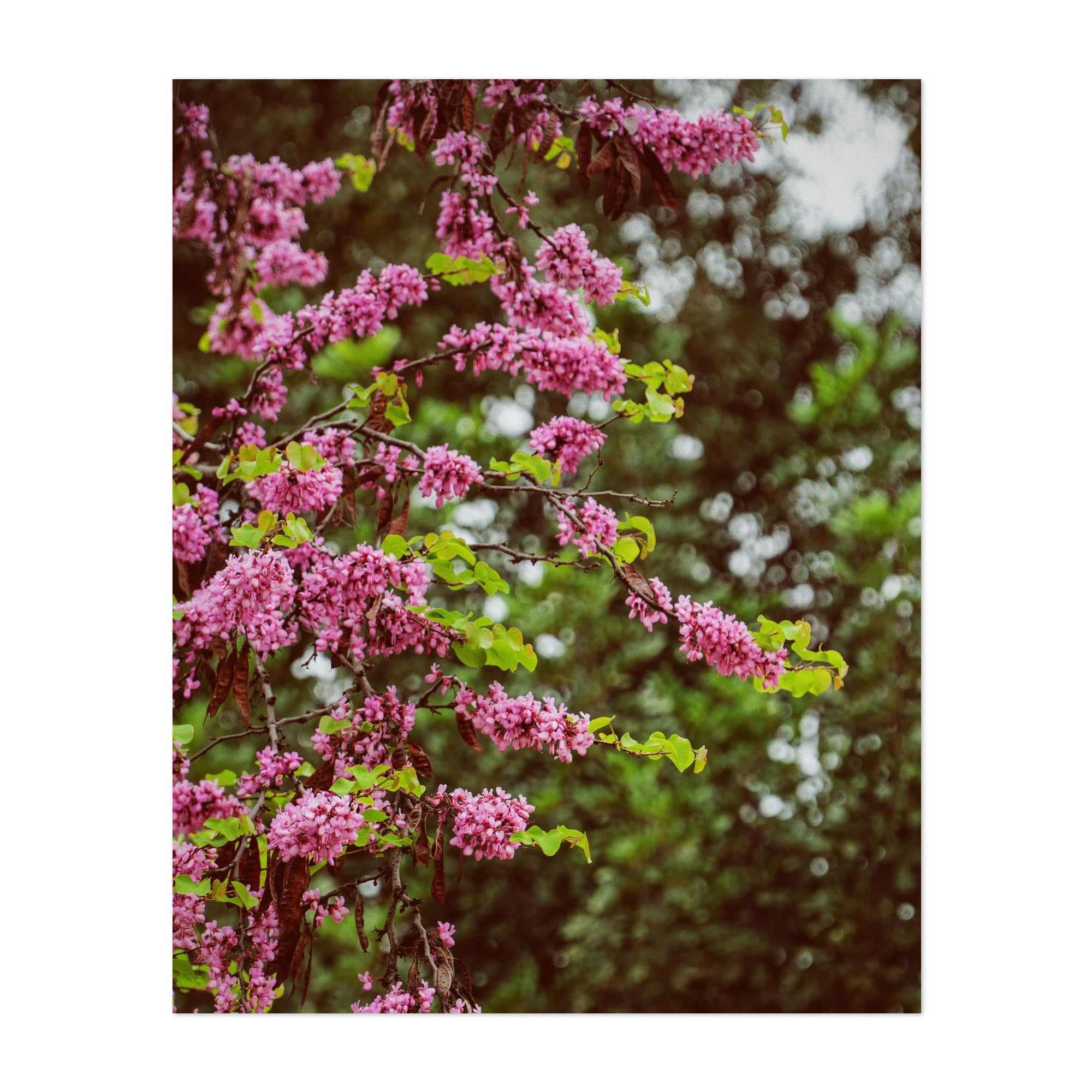 Spring Blossoms - Athens Greece Photography Cherry Blossoms Floral ...