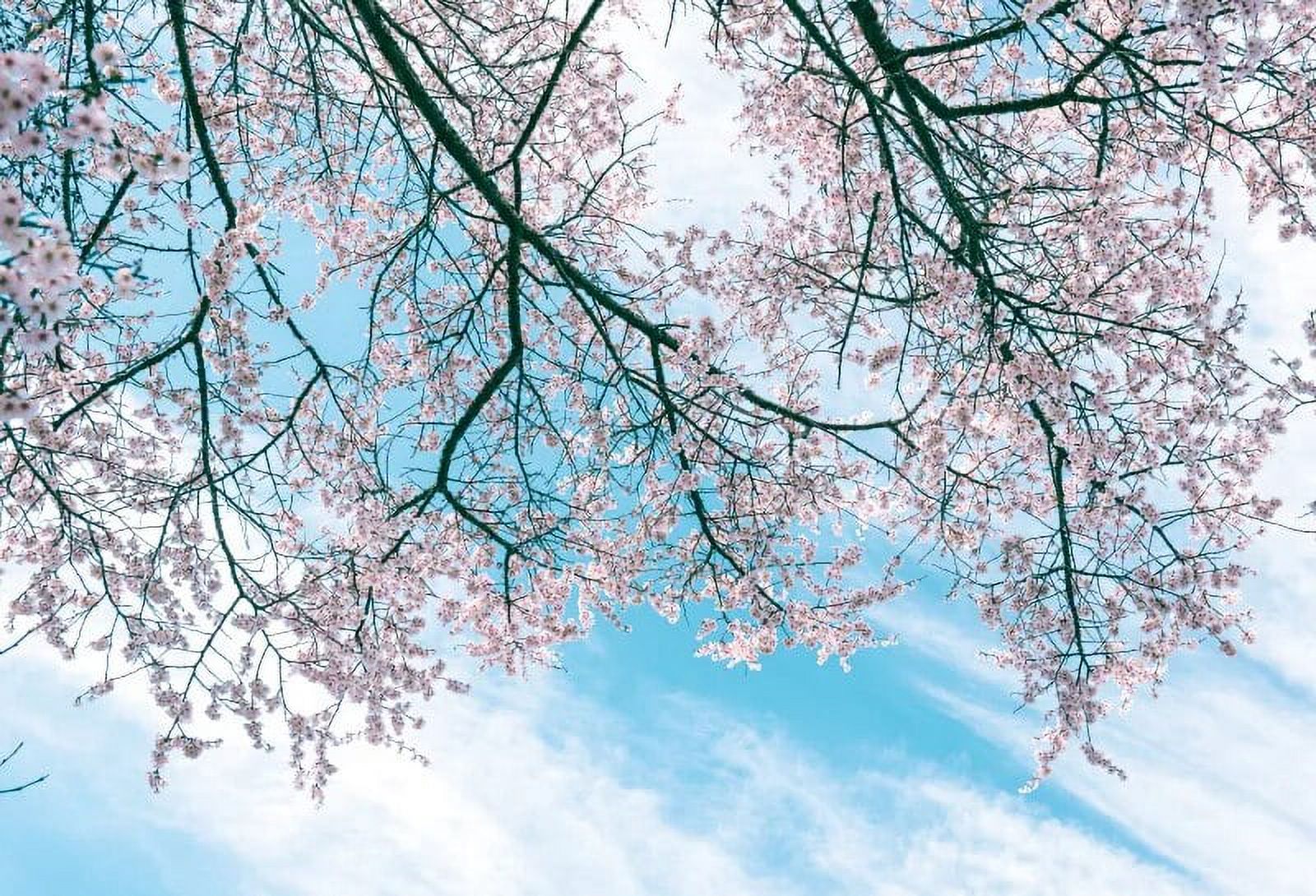 Spring Blue Sky White Clound Pink Cherry Blossom Flowers Photography ...
