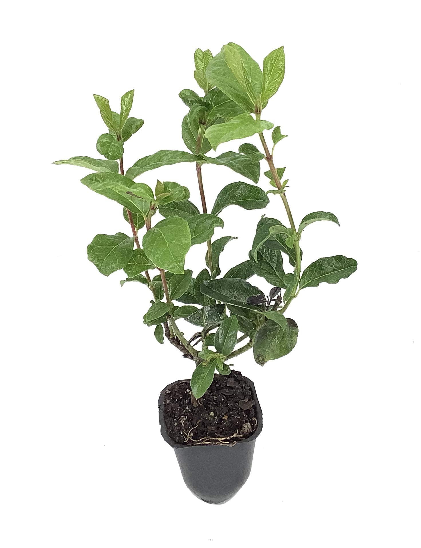 Spring Bouquet Viburnum - 20 Live Plants - Tinus Laurustinus - Blooming ...