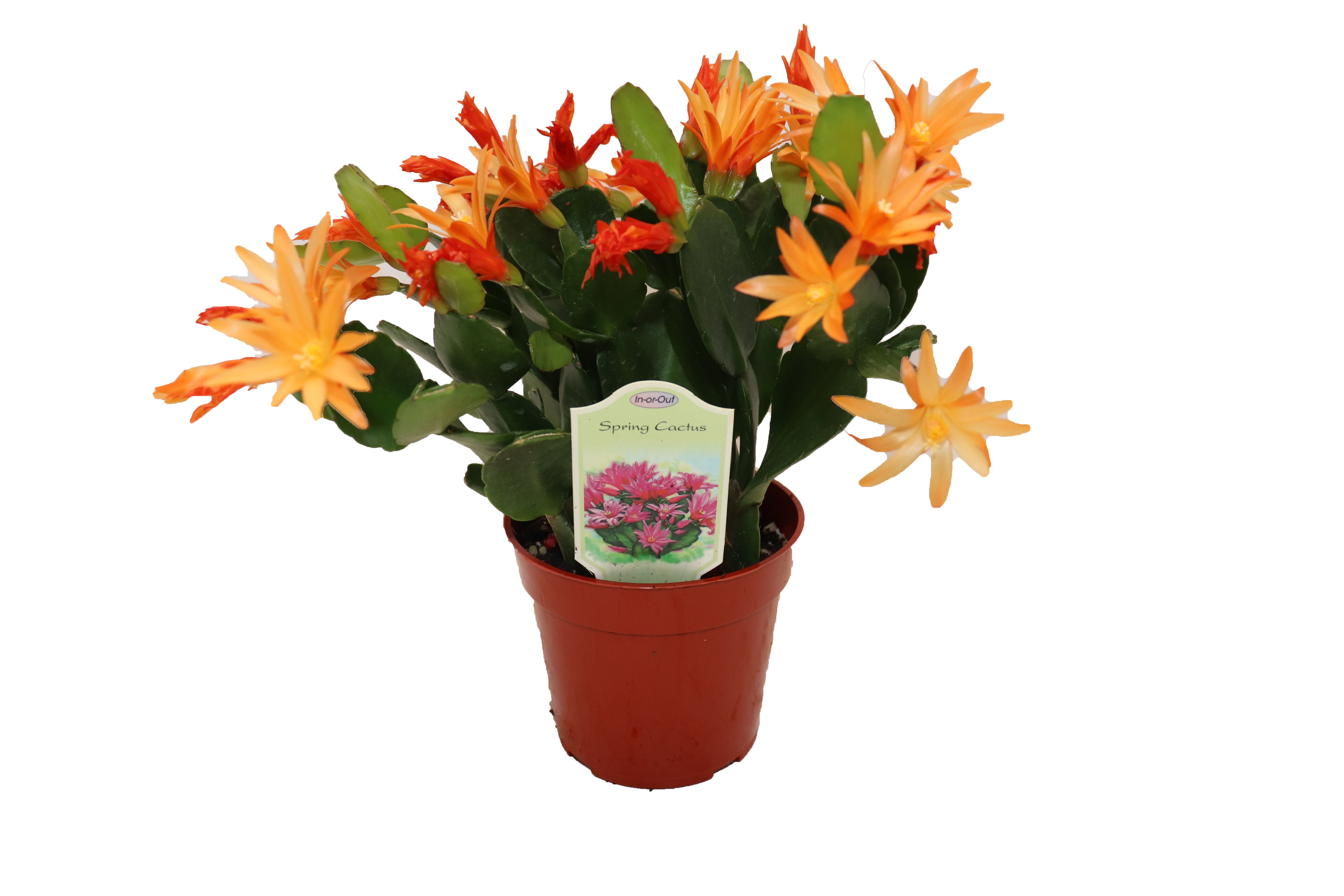 "Real Live Indoor Spring Cactus - Surprise Colors in 4"" Pot from ...