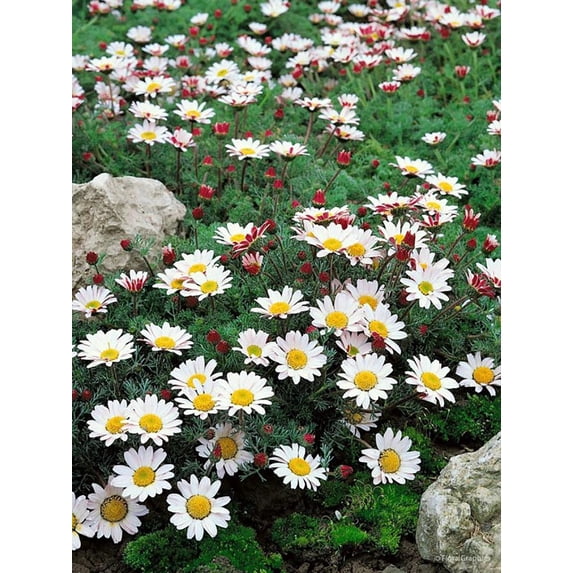 Spring Carpet Mount Atlas Daisy - Anacyclus depressus - 4" Pot ...