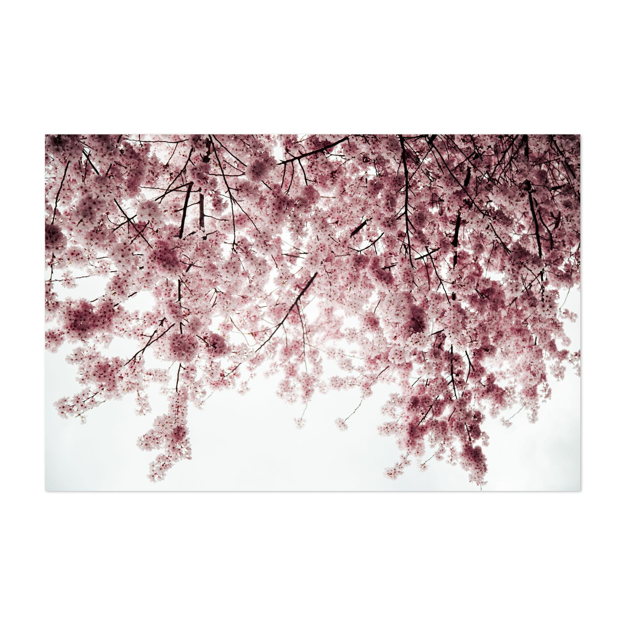 Spring Cherry Blossoms - Oregon Photography Floral Flowers Nature ...