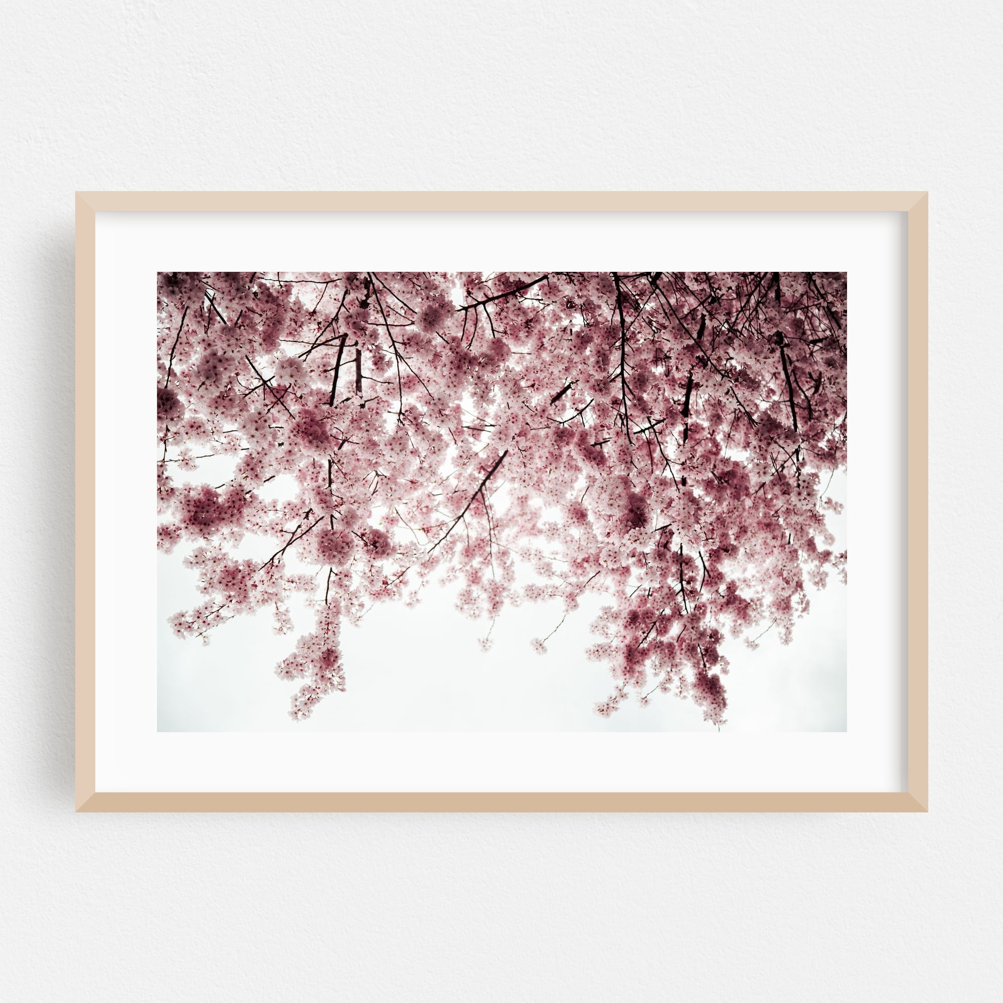 Spring Cherry Blossoms - Photography Floral Flowers Nature Botanical ...