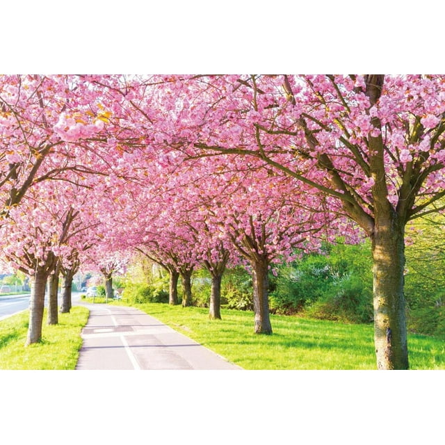 Spring Cherry Flower Backdrop Floral Blossom Tree Park Scenery Green ...