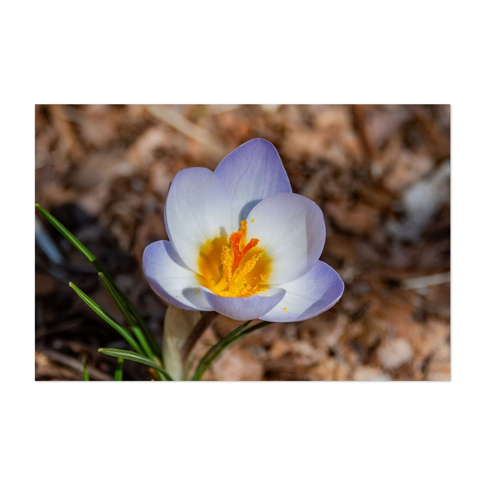 Spring Crocus in Bloom, York County PA - Pennsylvania Photography ...