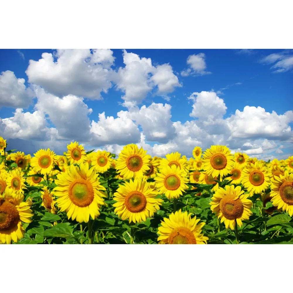 Spring Farm Sunflower Field Photography Backdrop Pasture Gre Grass ...