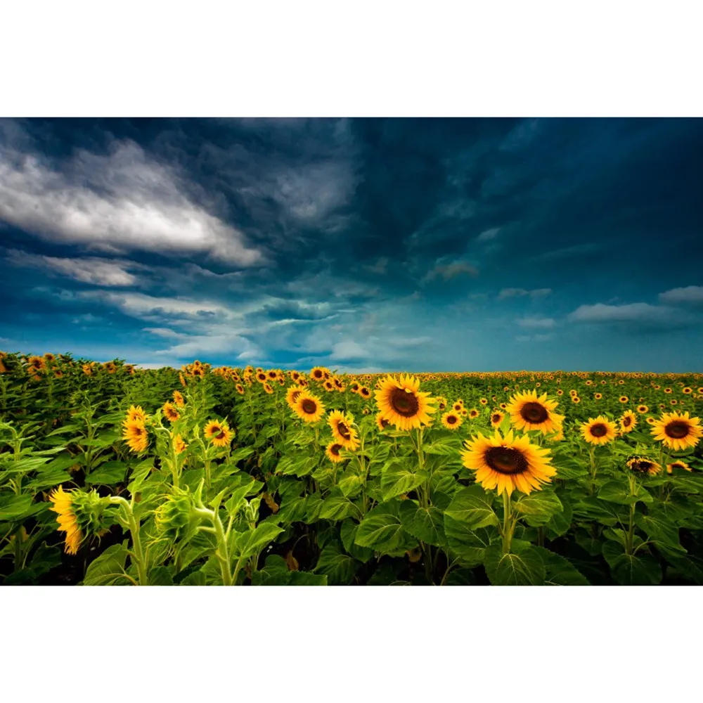 Spring Farm Sunflower Field Photography Backdrop Pasture Gre Grass ...