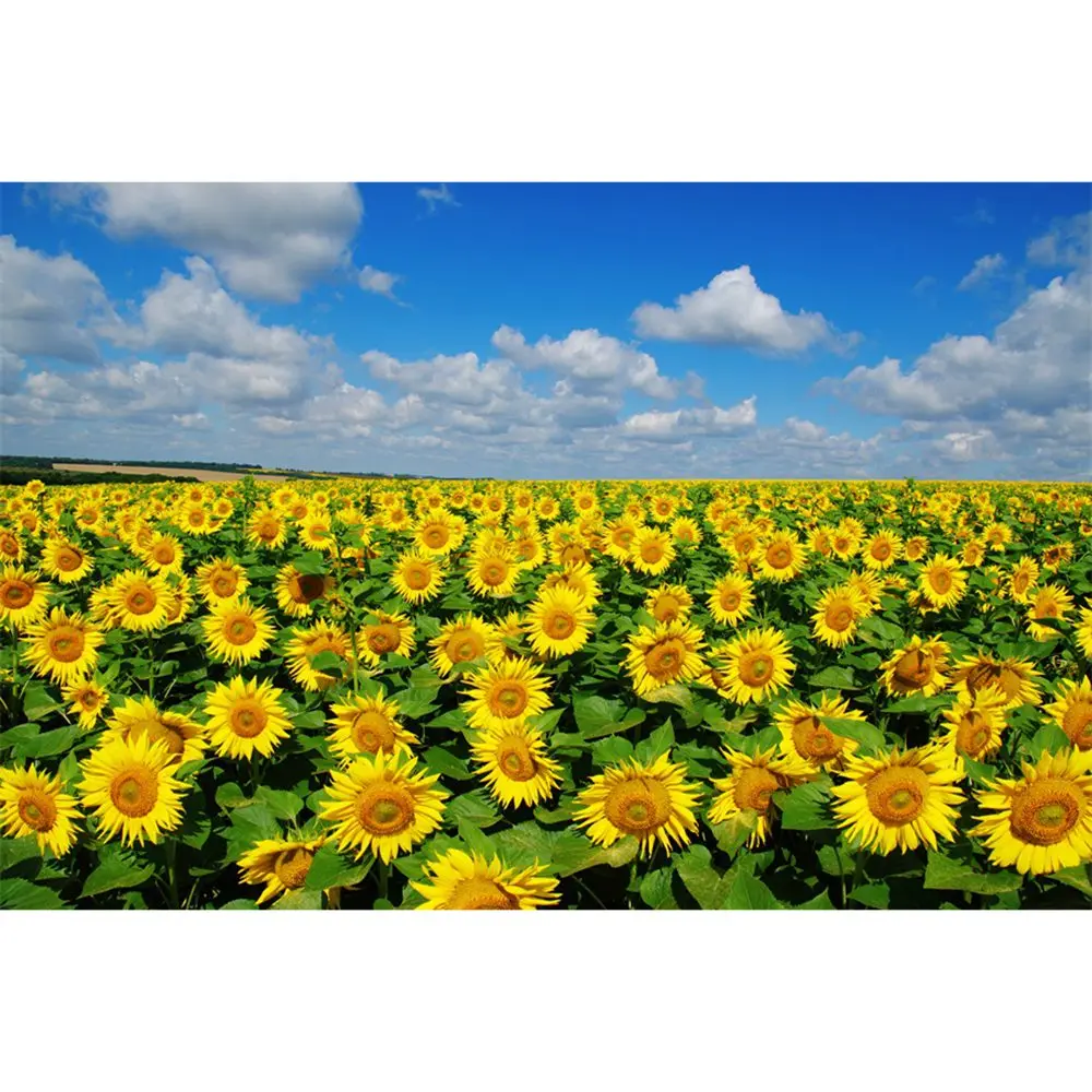 Spring Farm Sunflower Field Photography Backdrop Pasture Gre Grass ...