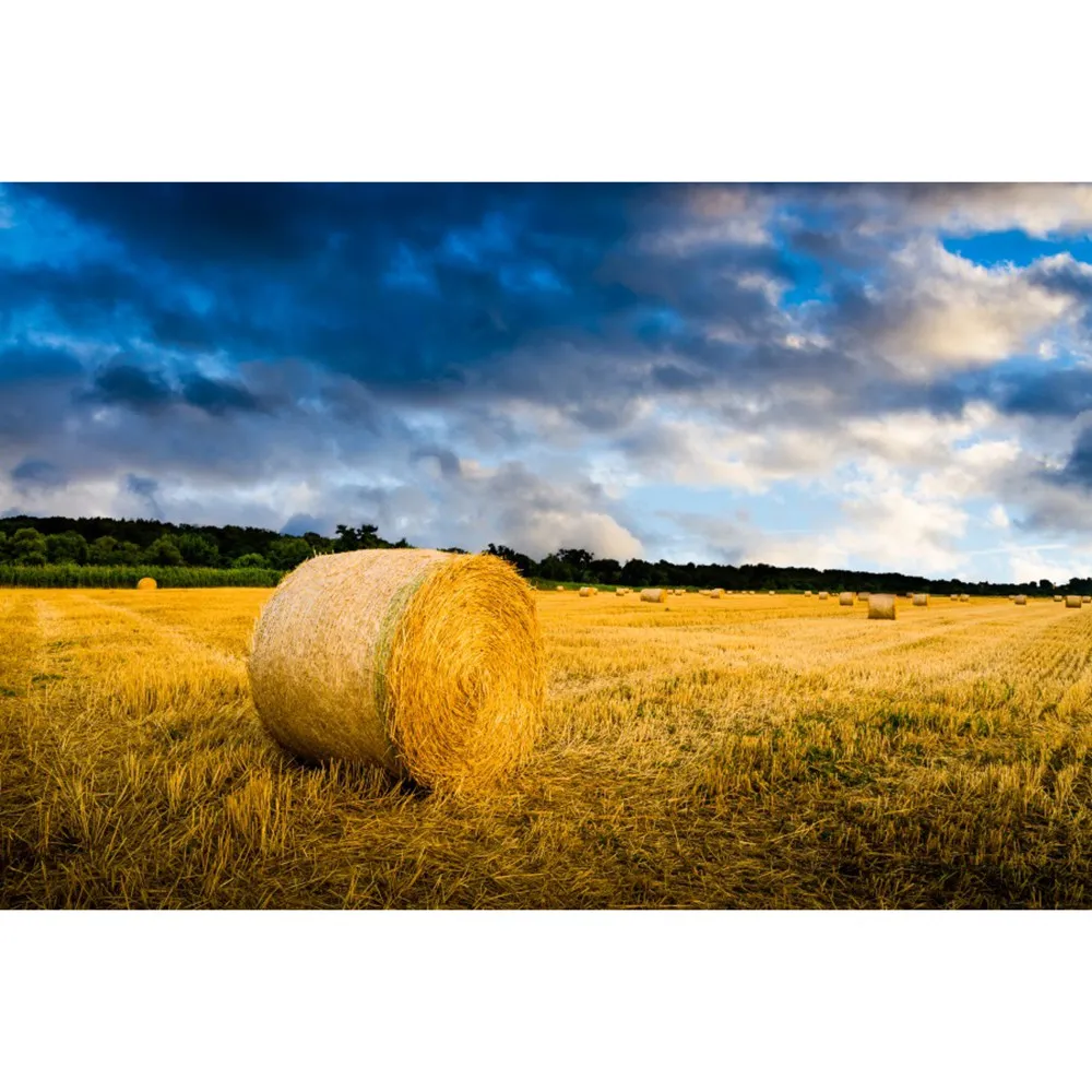 Spring Farm Sunflower Field Photography Backdrop Pasture Gre Grass Flower Home rations Natural ...