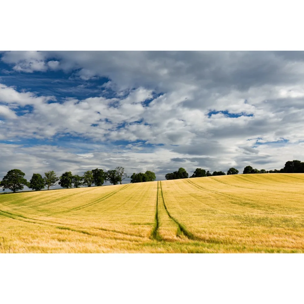 Spring Farm Sunflower Field Photography Backdrop Pasture Gre Grass ...