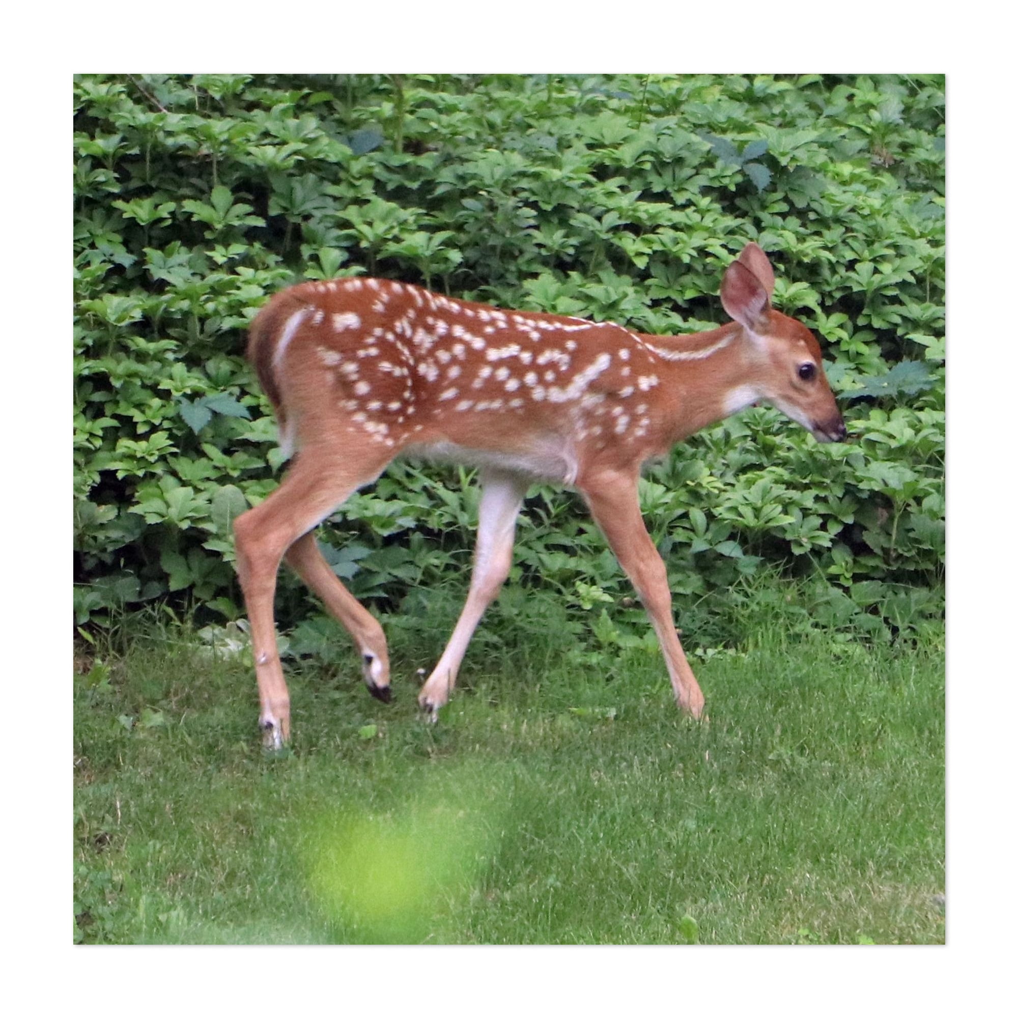 Spring Fawn - Marshall Michigan Photography Deer Wildlife Nature ...