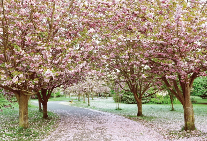 Spring Flower Tree Garden Path Landscape Photocall Background Wedding ...
