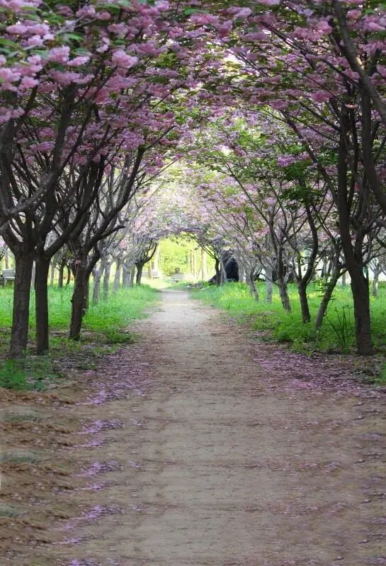 Spring Flowered Tree Footpath Photography Backgrounds Seamless Banner ...