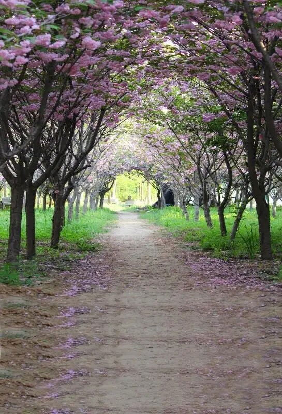 Spring Flowered Tree Footpath Photography Backgrounds Seamless Banner ...